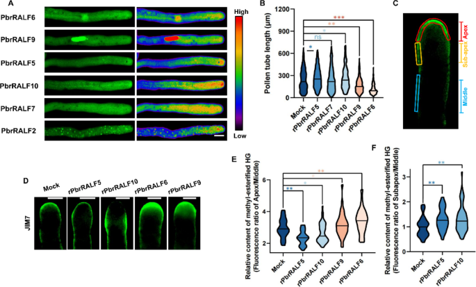 PbrRALF5/10 prevents incompatible pollen tube death by reconstructing ...