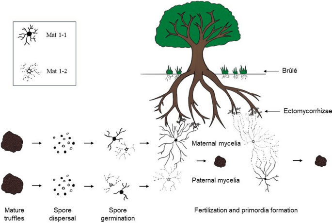 Status of truffle science and cultivation in North America | Plant and Soil