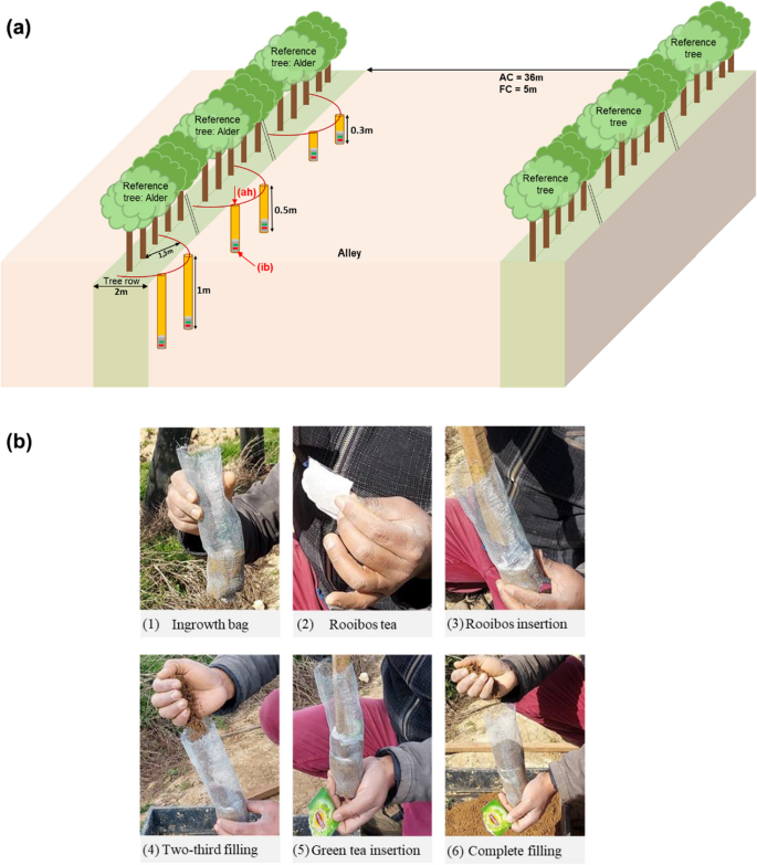Tree effects on litter mass loss at different soil depths in a young ...