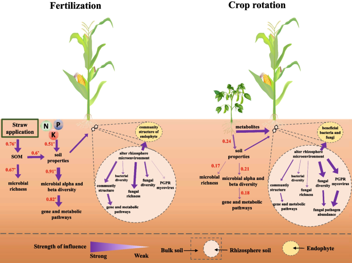 Crop rotation and fertilization shape the microbiomes of maize ...