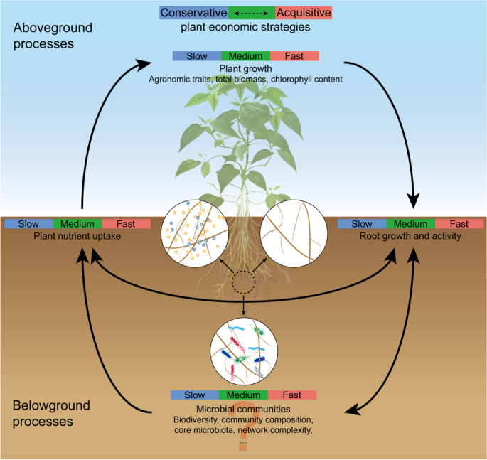 Biodiversity and network complexity of rhizosphere soil microbiomes ...