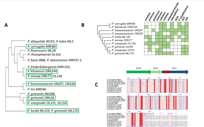 Effects of T3SS-positive Pseudomonas isolates on sugar beet growth ...