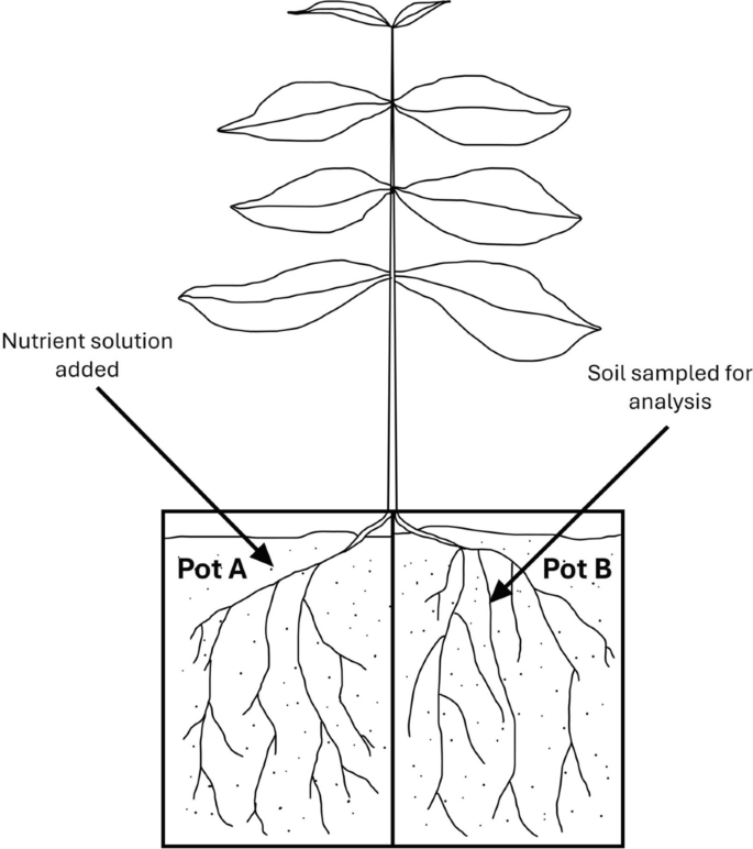 Microbial phosphorus in loamy, basalt-derived forest soil is altered by ...