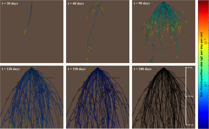 Deciphering spatiotemporal patterns of rhizodeposition with a ...