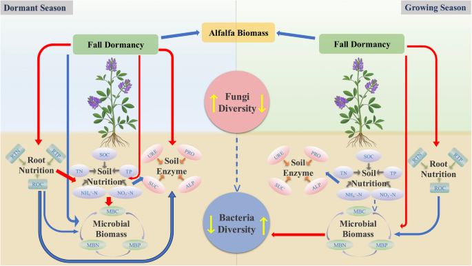 Fall dormancy seasonally drives alfalfa–soil interactions by modulating ...