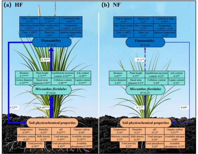 Soil-fire feedbacks drive the flammability of Miscanthus floridulus in ...