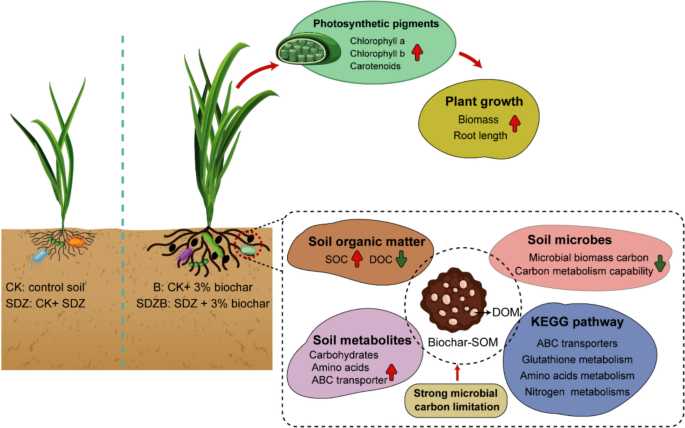 Biochar-induced strong microbial carbon limitation prompts organic carbon sequestration and ...