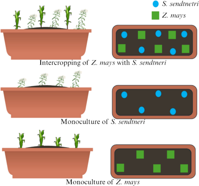 Evaluating the impact of intercropping Silene sendtneri, a Cd ...