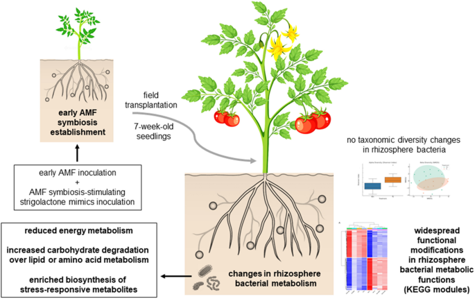 Early inoculation with arbuscular mycorrhizal fungi shifts metabolic ...