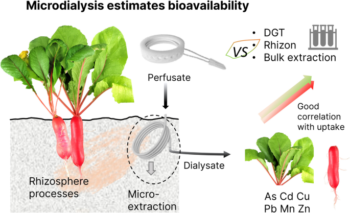 Soil microdialysis as a tool to simulate rhizosphere dynamics and ...