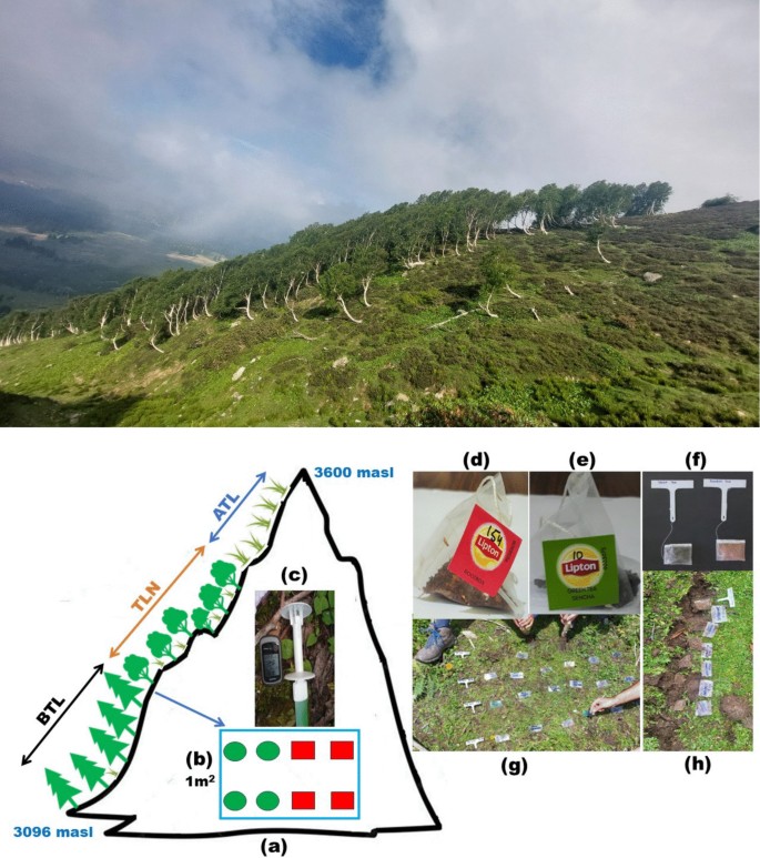 Looking through the microclimate lens: disentangling drivers of litter ...