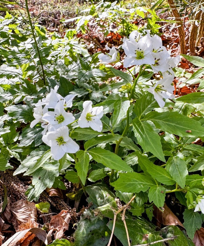 Zinc hyperaccumulation in Cardamine waldsteinii from the Western ...