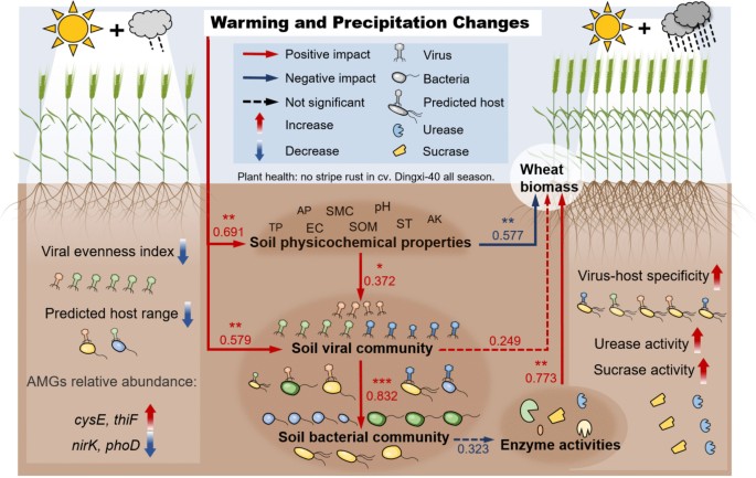 Warming and precipitation alter soil viral community structure and ...