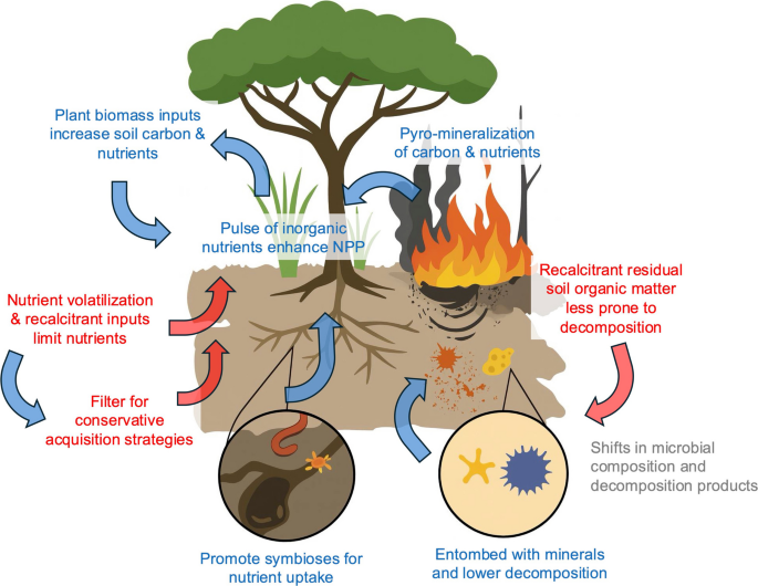A bottom-up perspective on how fire changes ecosystem biogeochemistry ...