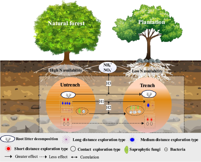 Ectomycorrhizal exploration types shape soil enzyme activity ...
