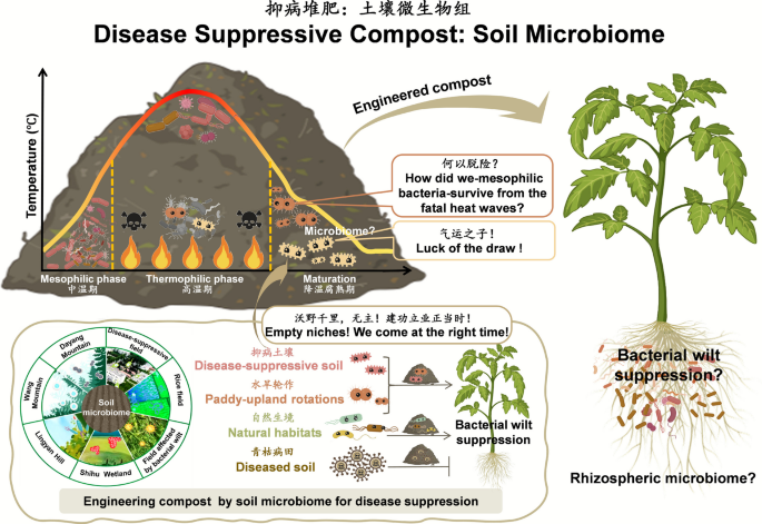Engineering bacterial wilt-suppressive compost through soil microbiome ...