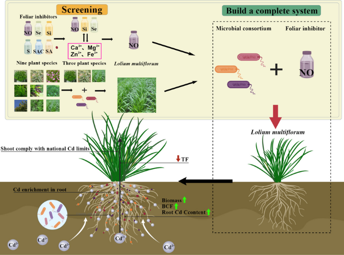 Promotion of root Cd enrichment and inhibition of its translocation ...