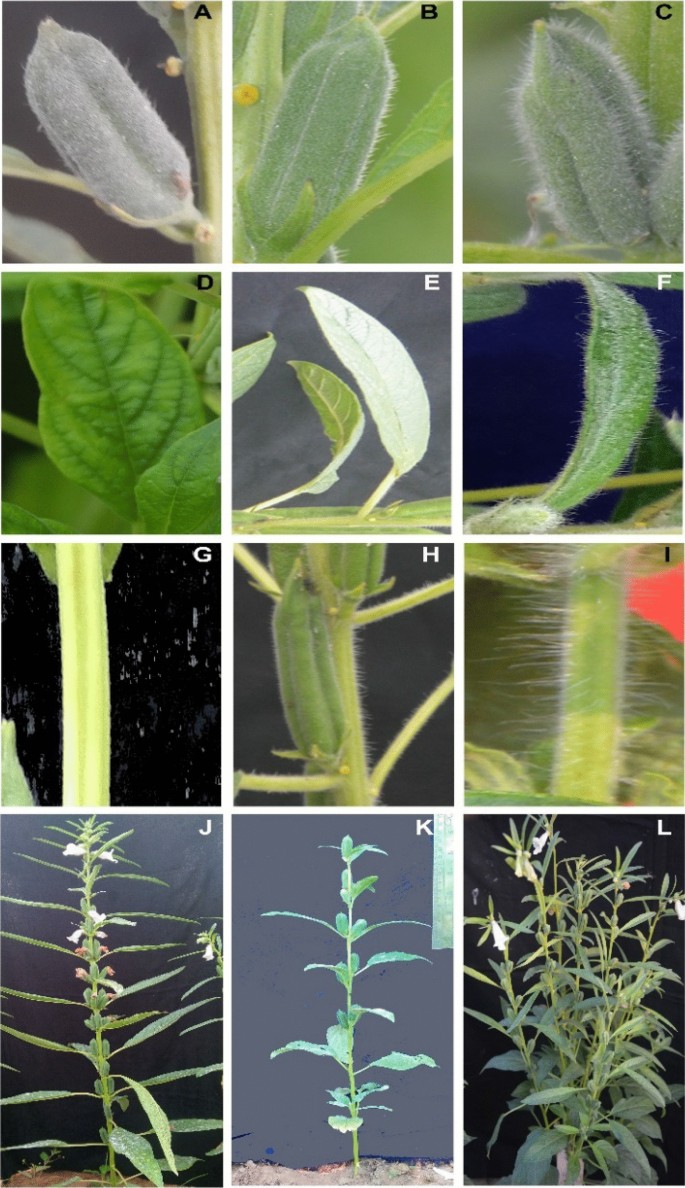 Molecular Diversity Studies and Core Development in Sesame Germplasm ...