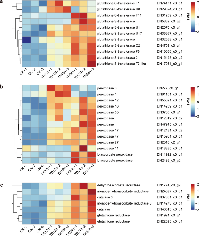 Integrated Physiological and Transcriptomic Analysis Reveals the ...