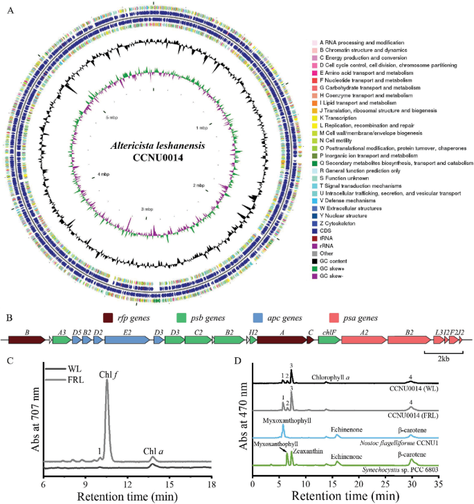 Far-red light-driven photoautotrophy of chlorophyll f-producing ...