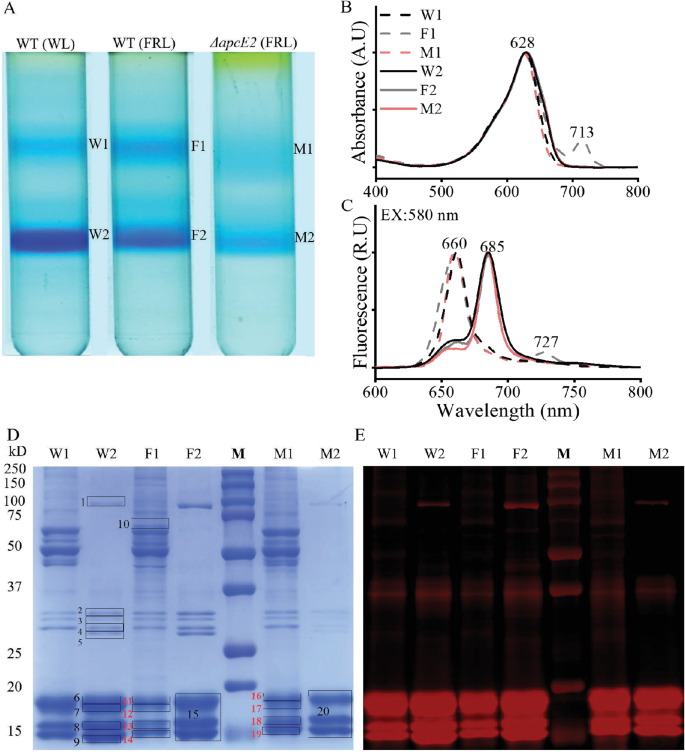 Far-red light-driven photoautotrophy of chlorophyll f-producing ...