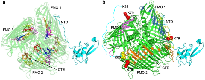 Modulation of singlet excited state dynamics of bacteriochlorophyll a ...