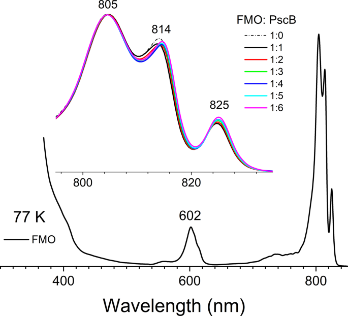 Modulation of singlet excited state dynamics of bacteriochlorophyll a ...