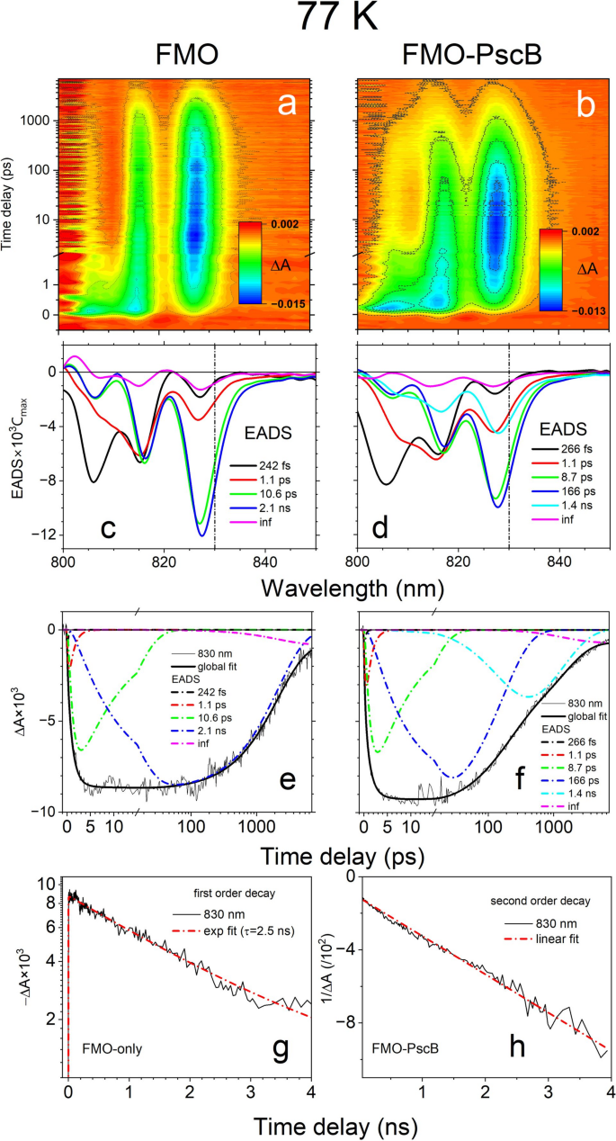 Modulation of singlet excited state dynamics of bacteriochlorophyll a ...