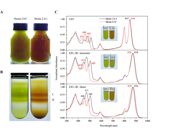 Molecular and structural insights into neurosporene accumulation in ...