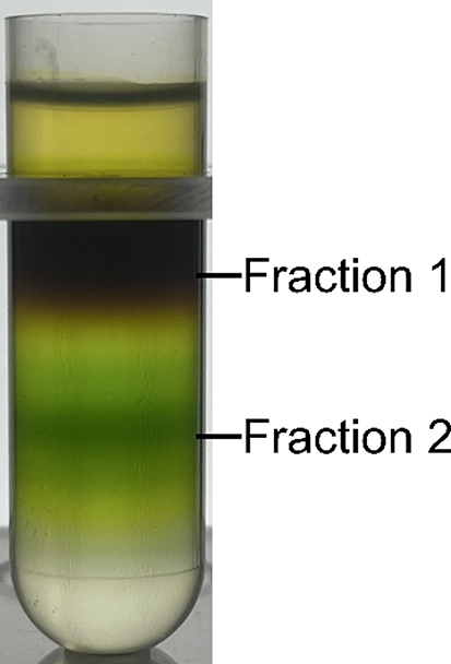 Biochemical characterization of PSI-FCPI and FCP complexes from a ...