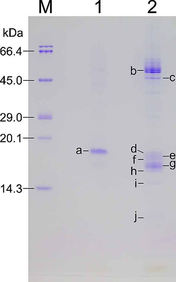 Biochemical characterization of PSI-FCPI and FCP complexes from a ...