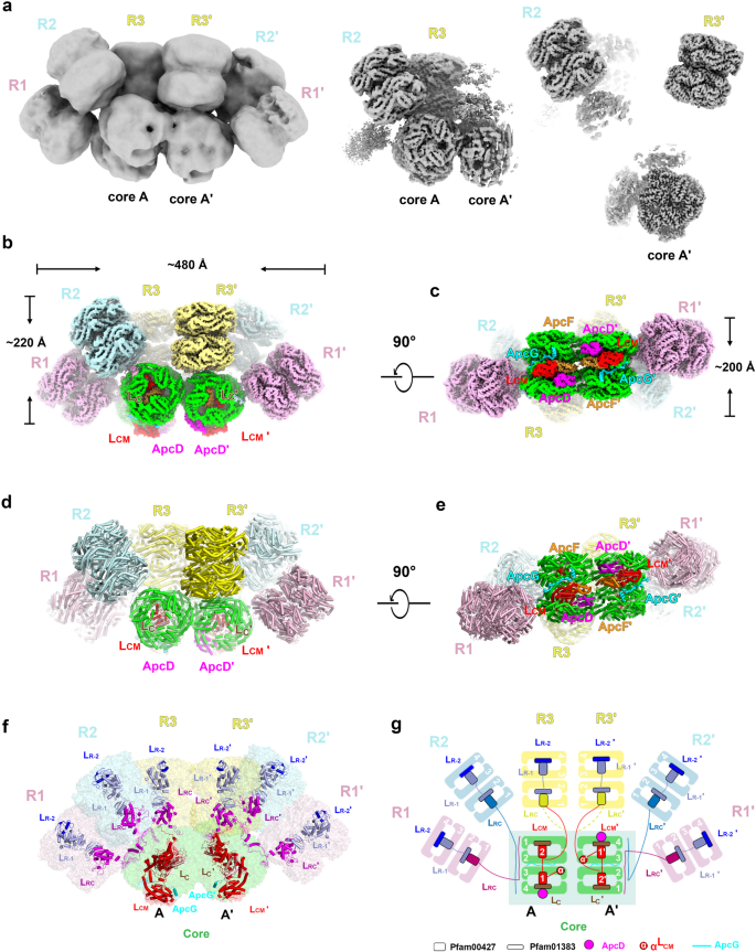 The structure of phycobilisome with a bicylindrical core from the ...