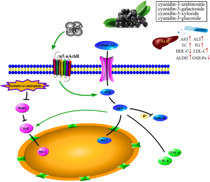 Aronia Melanocarpa Elliot Anthocyanins Inhibits Alcoholic Liver Disease ...