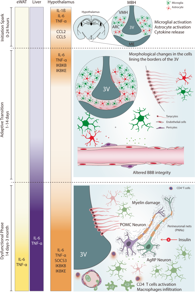 Redefining the timeline: a three-phase framework of hypothalamic ...