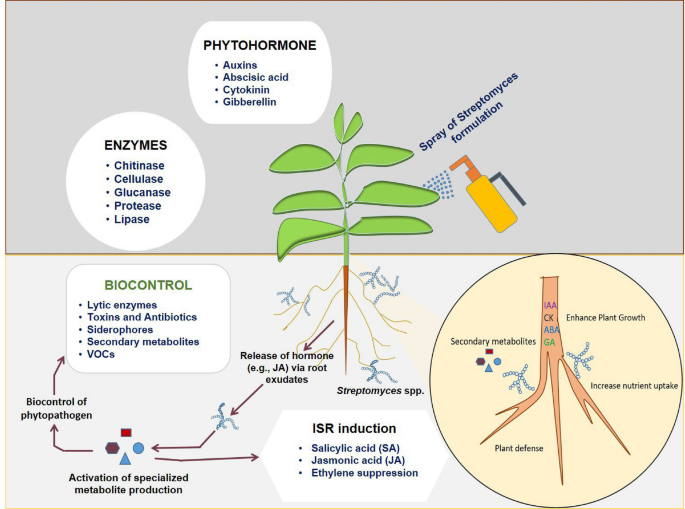 Biocontrol and beyond: the versatile roles of Streptomyces in ...