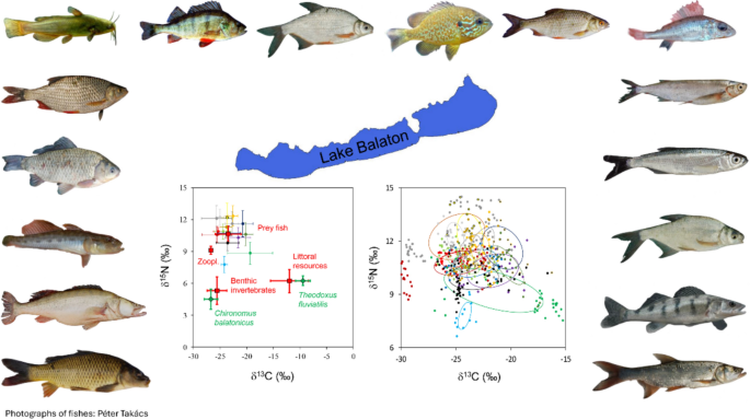 Trophic organisation of a large lake fish community: comparing ...