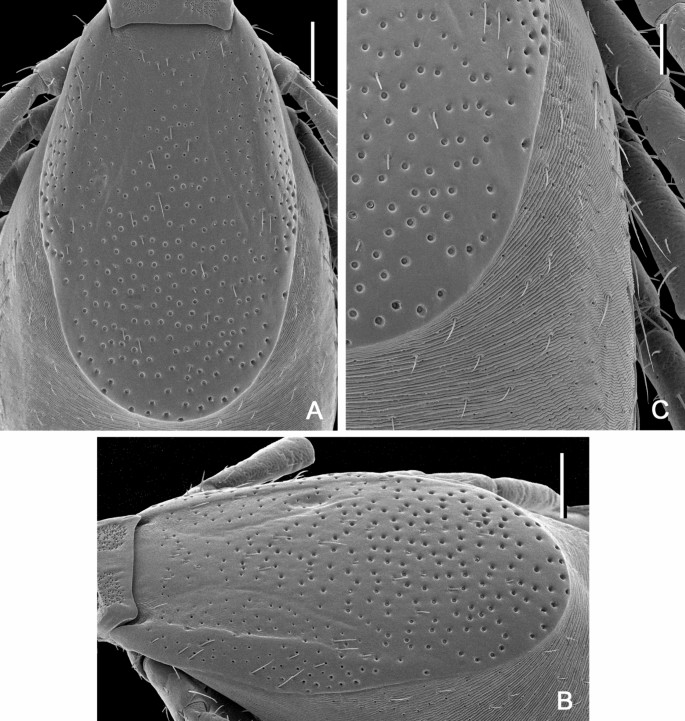 Description of a new species of Ixodes Latreille, 1795 (Acari: Ixodidae ...