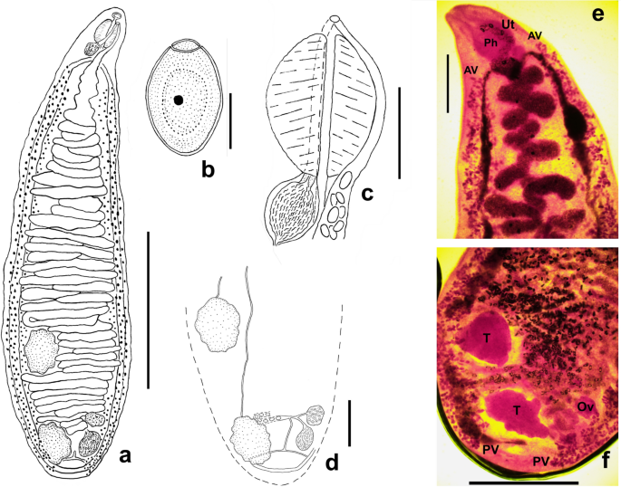 New insights into the systematics of Cyclocoelidae (Trematoda ...