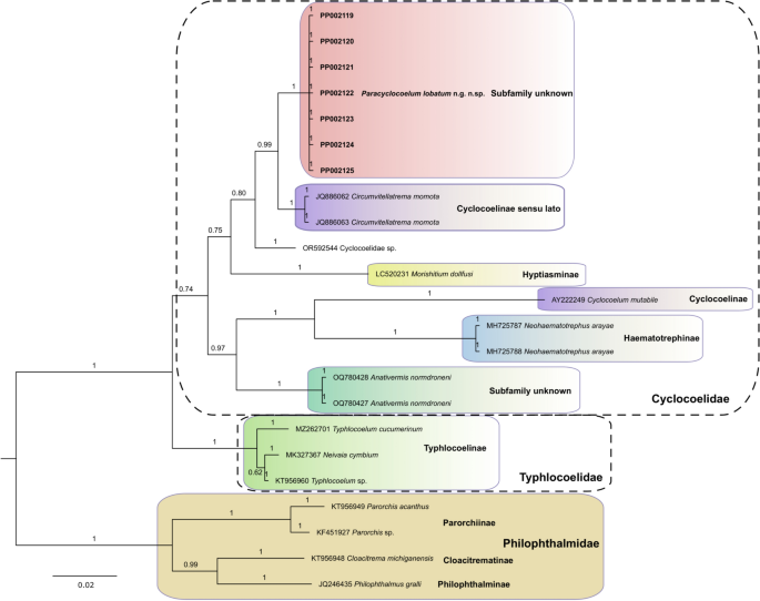 New insights into the systematics of Cyclocoelidae (Trematoda ...