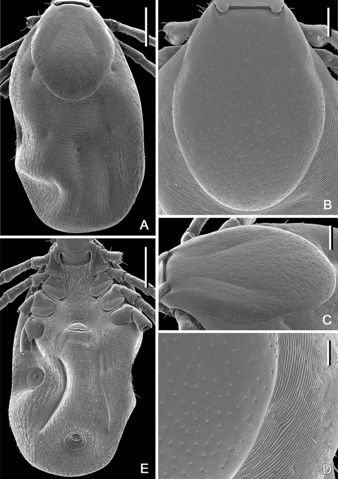 Description of a new species of Ixodes Latreille, 1795 (Acari: Ixodidae ...