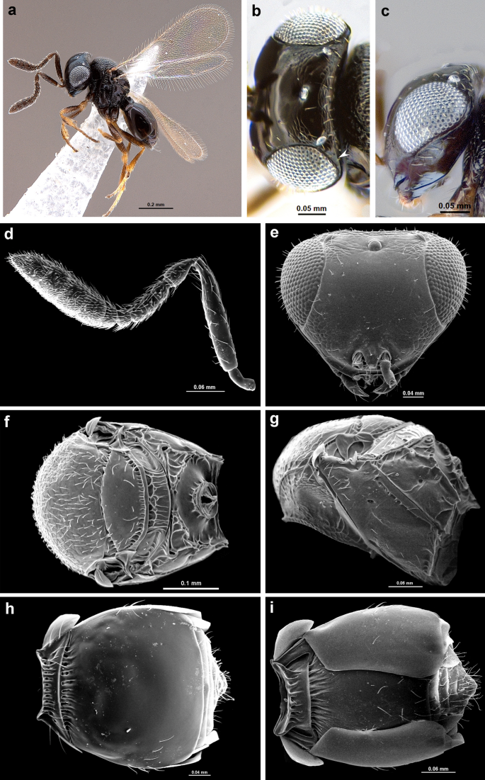 A new species of Telenomus Haliday (Hymenoptera: Scelionidae) and a ...