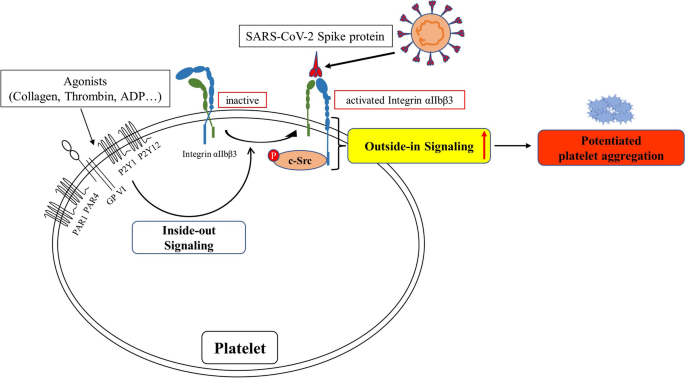 SARS-CoV-2 spike protein potentiates platelet aggregation via ...