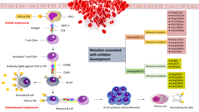Missense and nonsense mutations and inhibitor development in patients ...