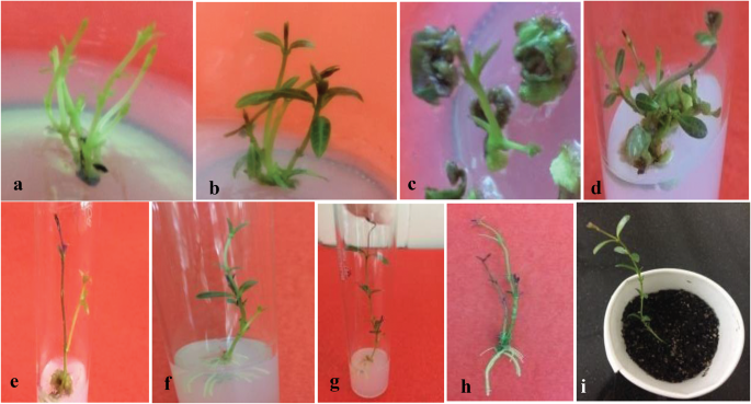 Direct regeneration and genetic transformation studies in Hemidesmus ...