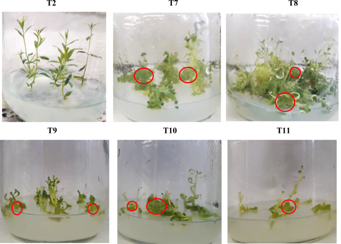 In vitro shoot multiplication of Haplophyllum virgatum and flavonoid ...