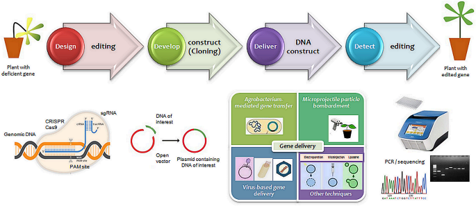 Potential of advanced genome editing tools in plant biotechnology and ...