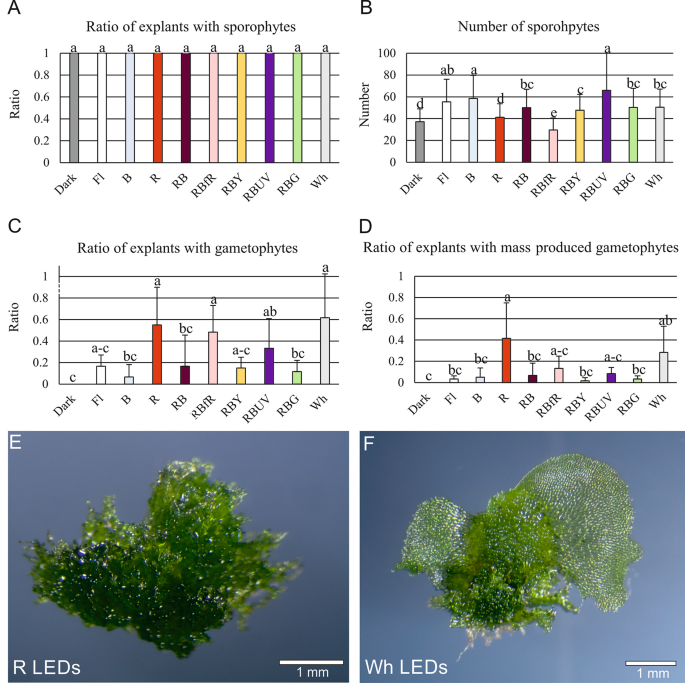 Temperature and LED lightning affect the regeneration of somatic embryo ...