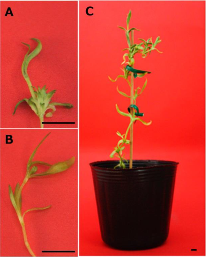 Establishment of regeneration, transformation, and genome editing ...