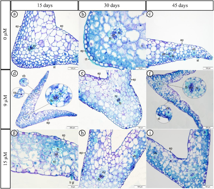 6-benzylaminopurine promotes the shoots formation during plantlets in ...