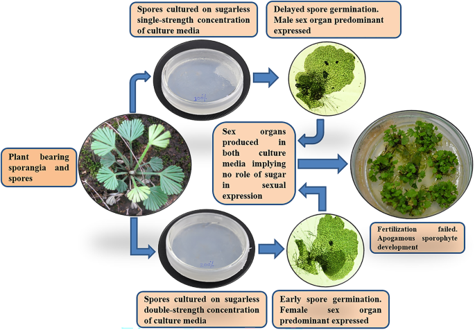 In vitro studies on gametophyte and gametangia development in ...